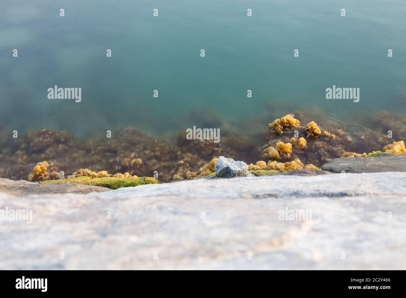 Sea algae growing on rocks in aqua blue sea on Dubai coast Stock Photo ...