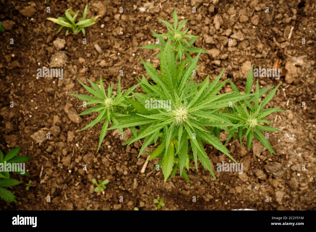 planting marijuana outdoors in the u.s Stock Photo - Alamy