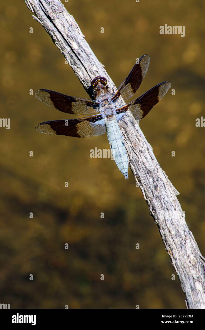 Male Common Whitetail Skimmer dragonfly (Plathemis lydia) resting on ...