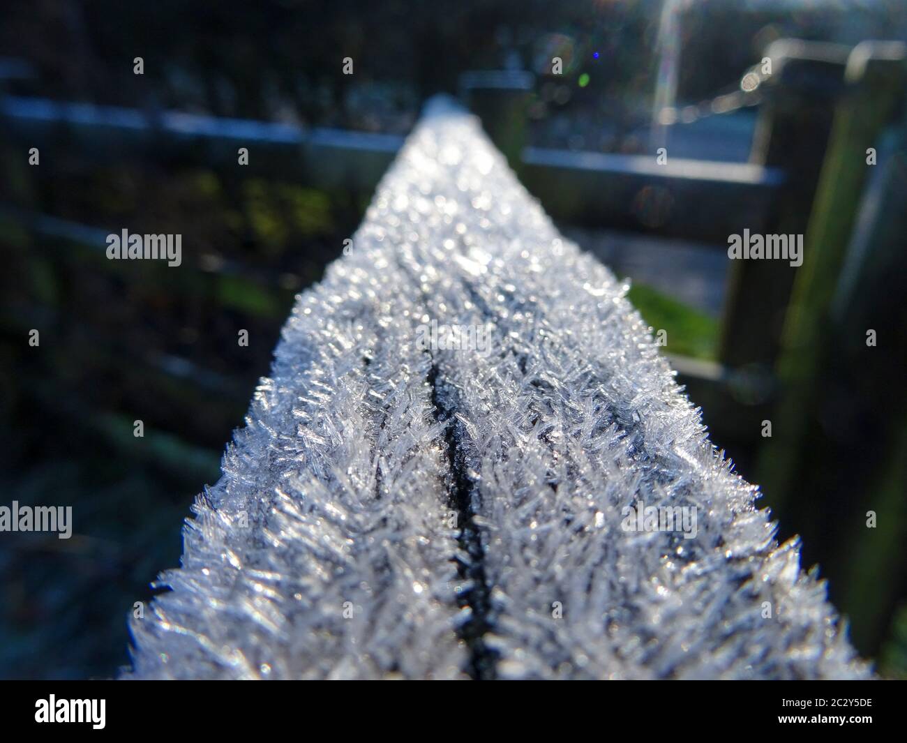 A heavy frost backlight by winters sunshine Stock Photo - Alamy