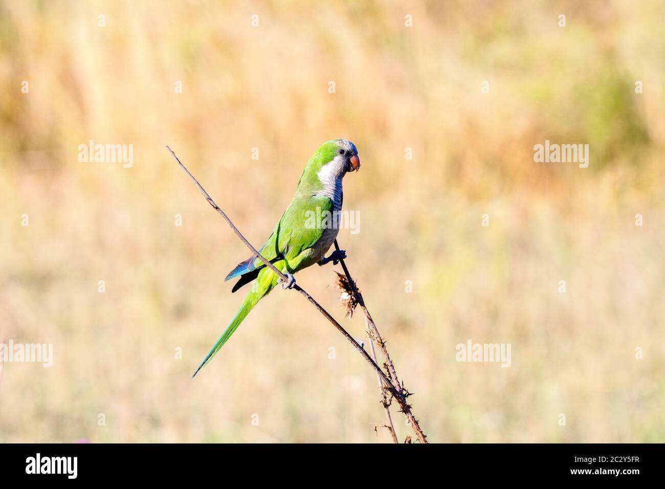 Rose-ringed parakeet in Parco degli Acquedotti - Rome, Italy Stock ...