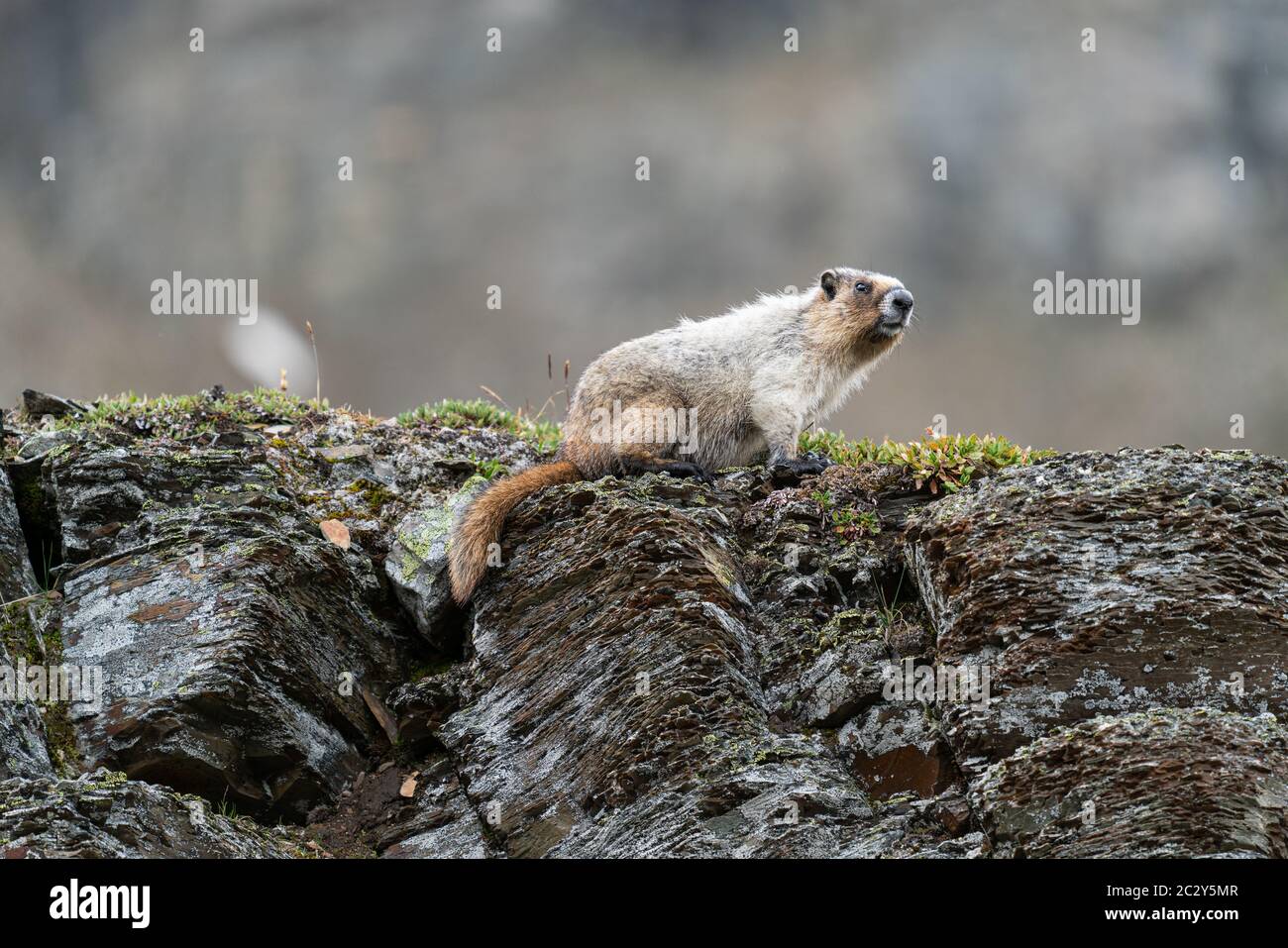 Hoary marmot (Marmota caligata), Banff National Park, Alberta, Canada ...