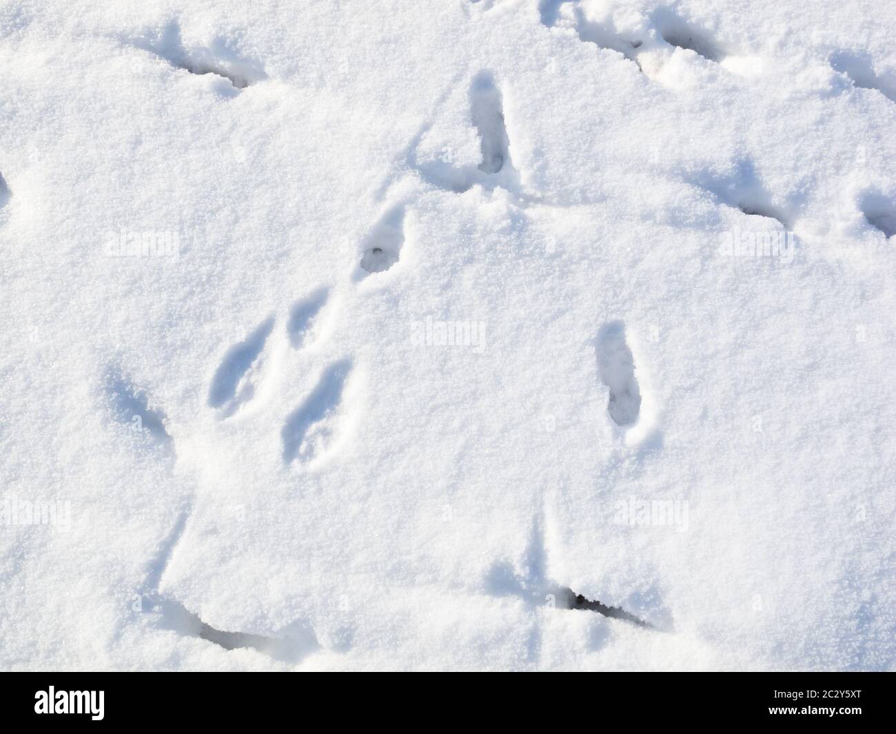 Rabbit tracks in the snow in the sunshine Stock Photo - Alamy