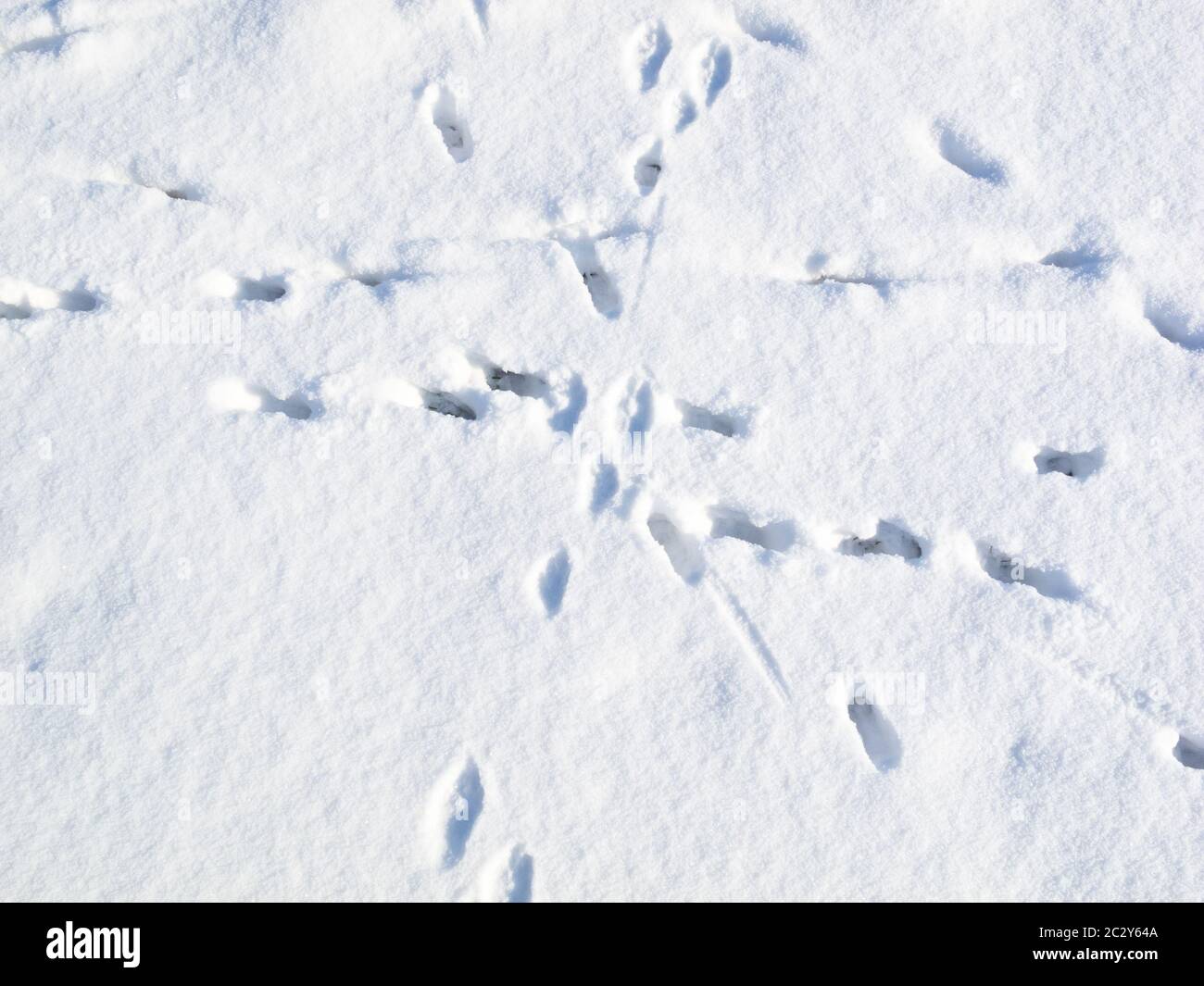 Rabbit tracks in the snow in the sunshine Stock Photo - Alamy