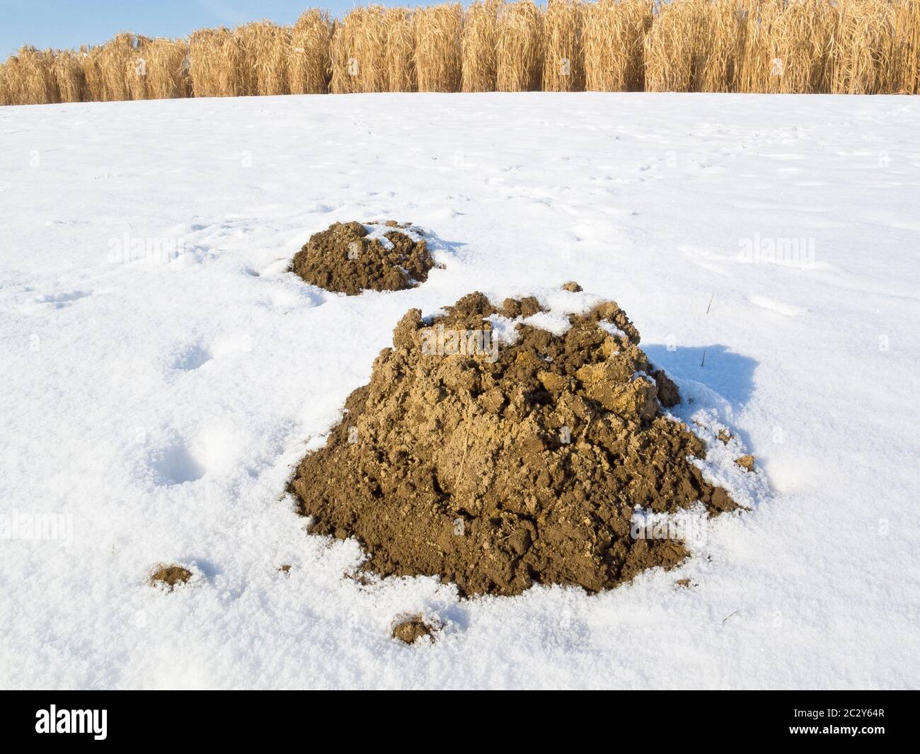 Close up of molehills in the snow on a sunny field with paw prints ...