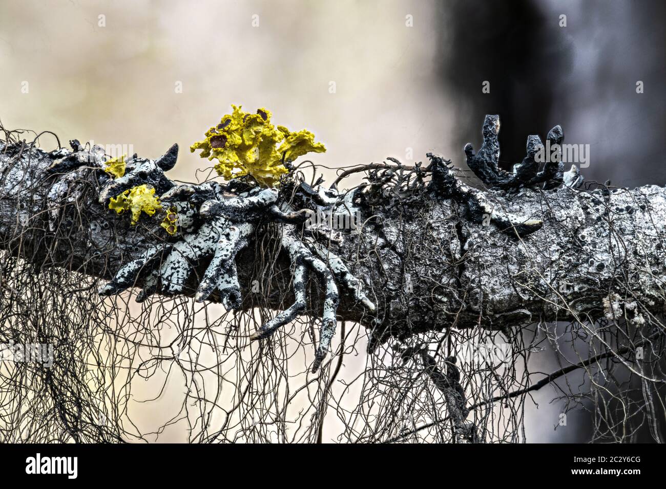 Hypogymnia and Wolf Lichen (Letharia columbiana (yellow)) together with ...