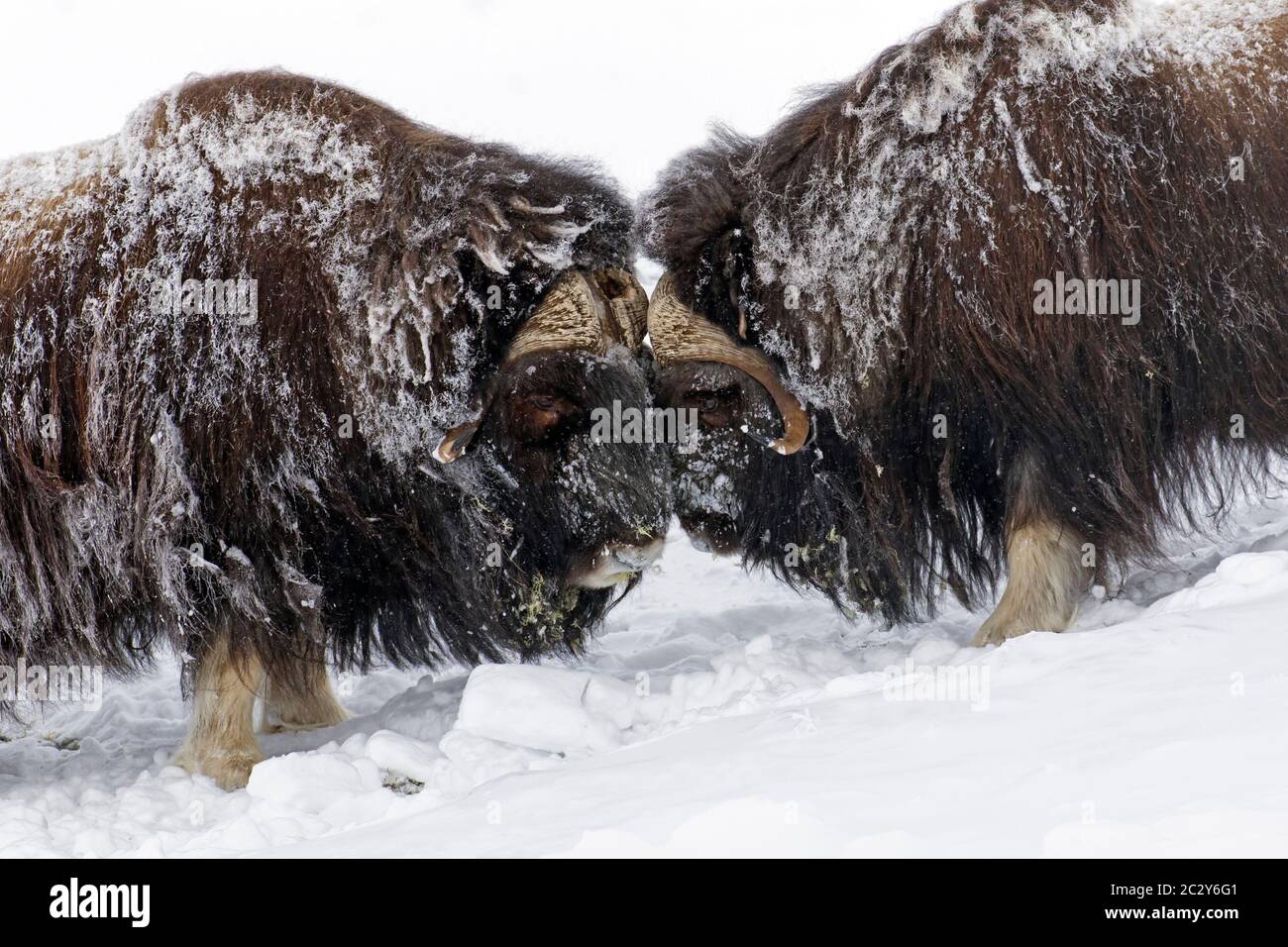 Musk ox fighting hi-res stock photography and images - Alamy