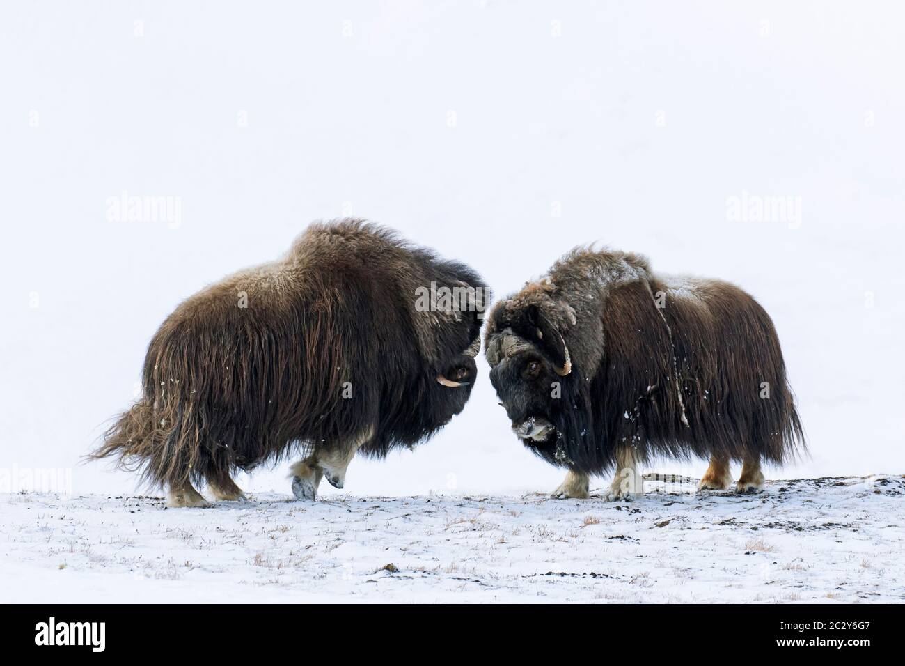 Muskox ovibos moschatus males hi-res stock photography and images - Alamy