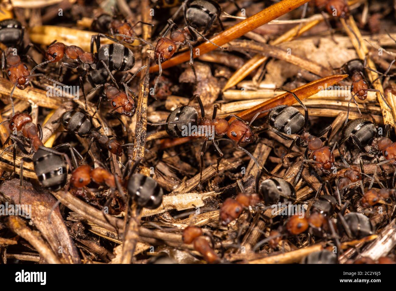 Red Mound Ants or Thatching Ants (likely Formica integroides Stock ...