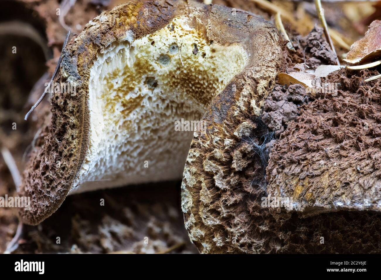 Spine fungus hi-res stock photography and images - Alamy