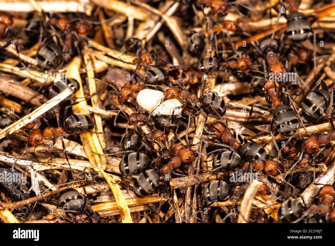 Red Mound Ants or Thatching Ants (likely Formica integroides Stock ...