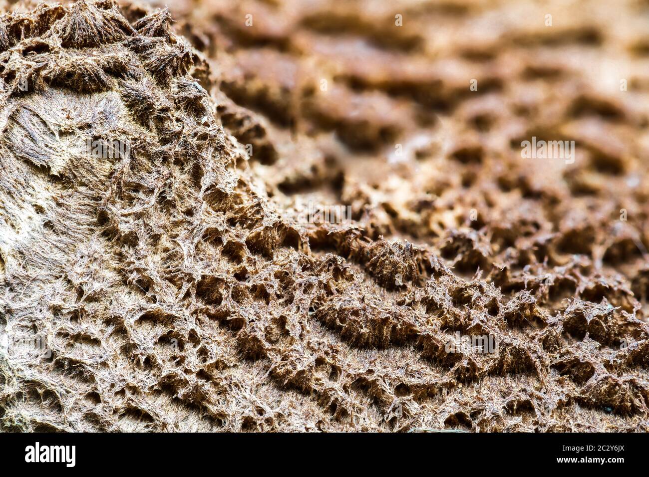 Spine fungi hi-res stock photography and images - Alamy