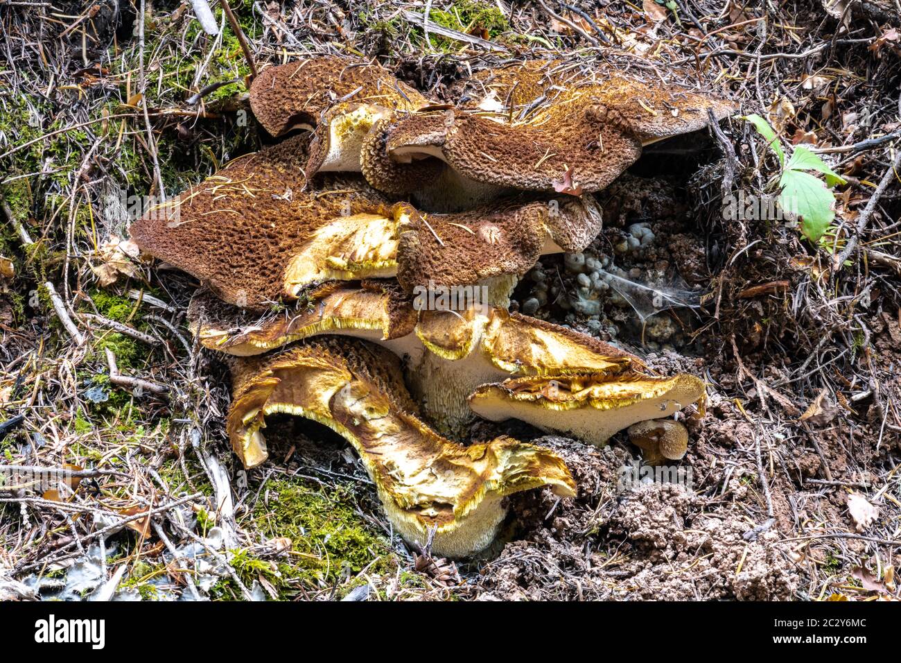 Spine fungus hi-res stock photography and images - Alamy