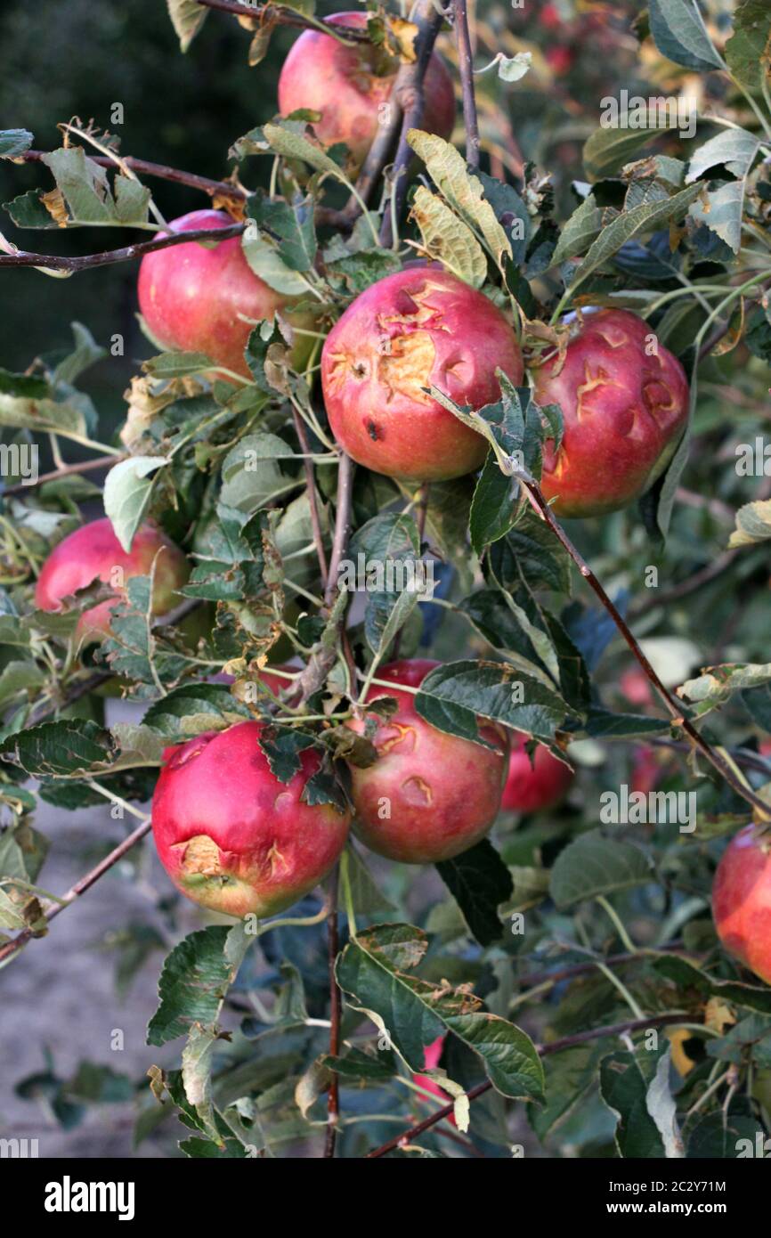 ripe apples before harvesting damaged by hail stones,image of a Stock ...