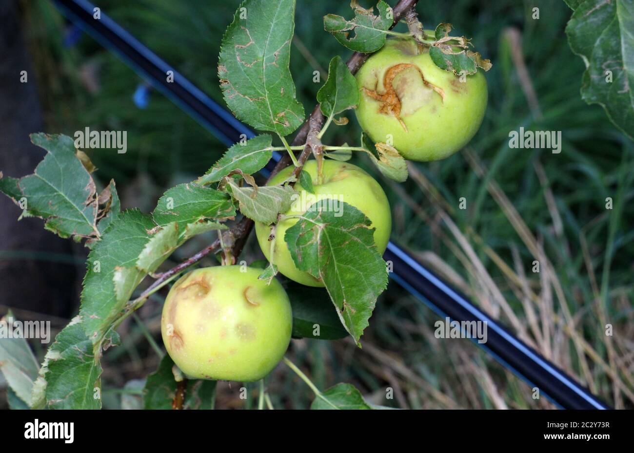 ripe apples before harvesting damaged by hail stones,image of a Stock ...