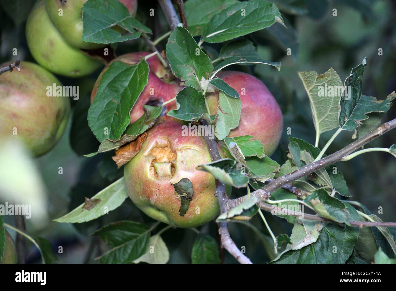 ripe apples before harvesting damaged by hail stones,image of a Stock ...