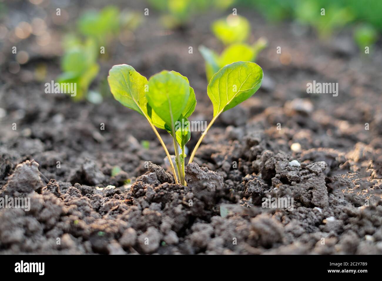 Young woman picking fresh cabbage hi-res stock photography and images ...