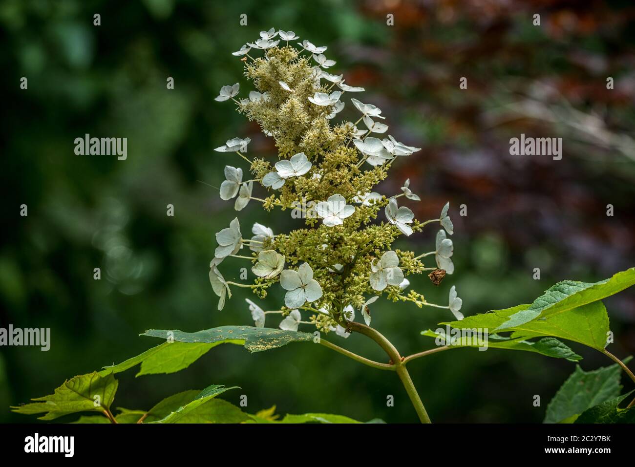 White oakleaf hydrangea blooming with little clusters of flowers on a ...