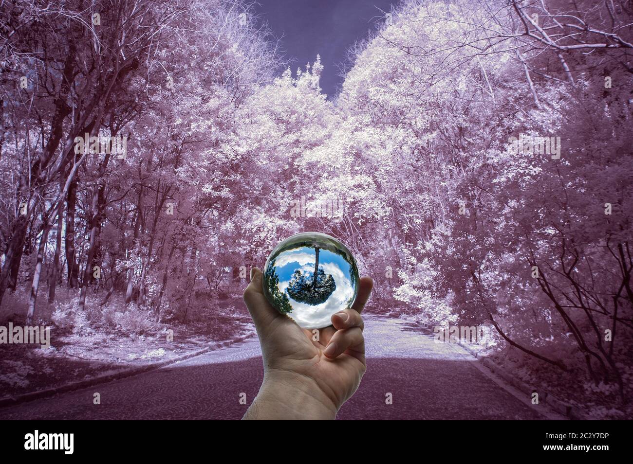 image of a tree in a ball infrared Stock Photo - Alamy