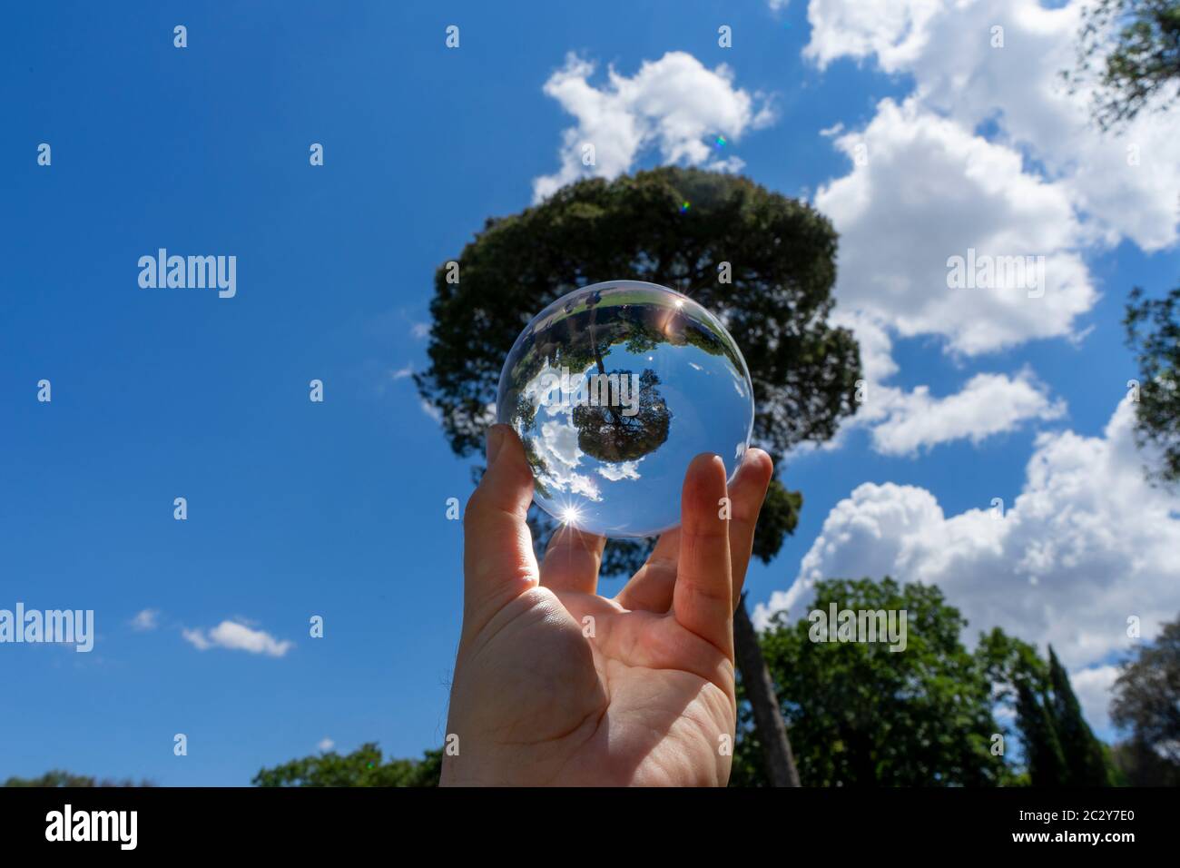 image of a tree in a ball Stock Photo - Alamy
