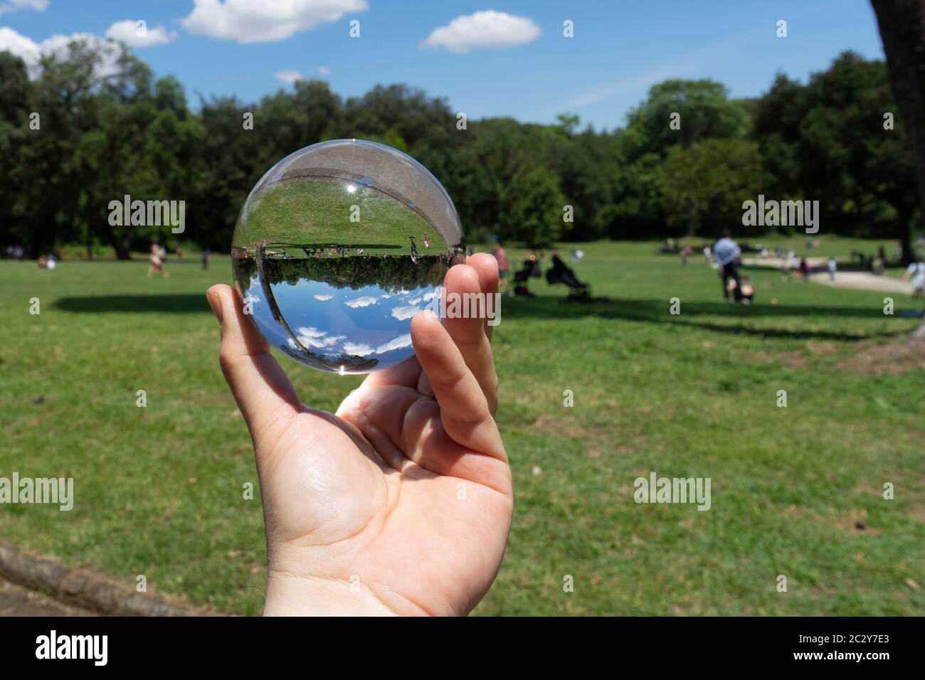 image of a tree in a ball Stock Photo - Alamy