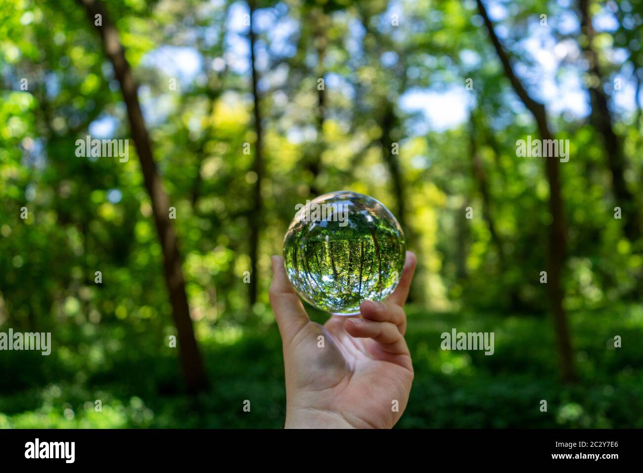 image of a forest in a ball Stock Photo - Alamy