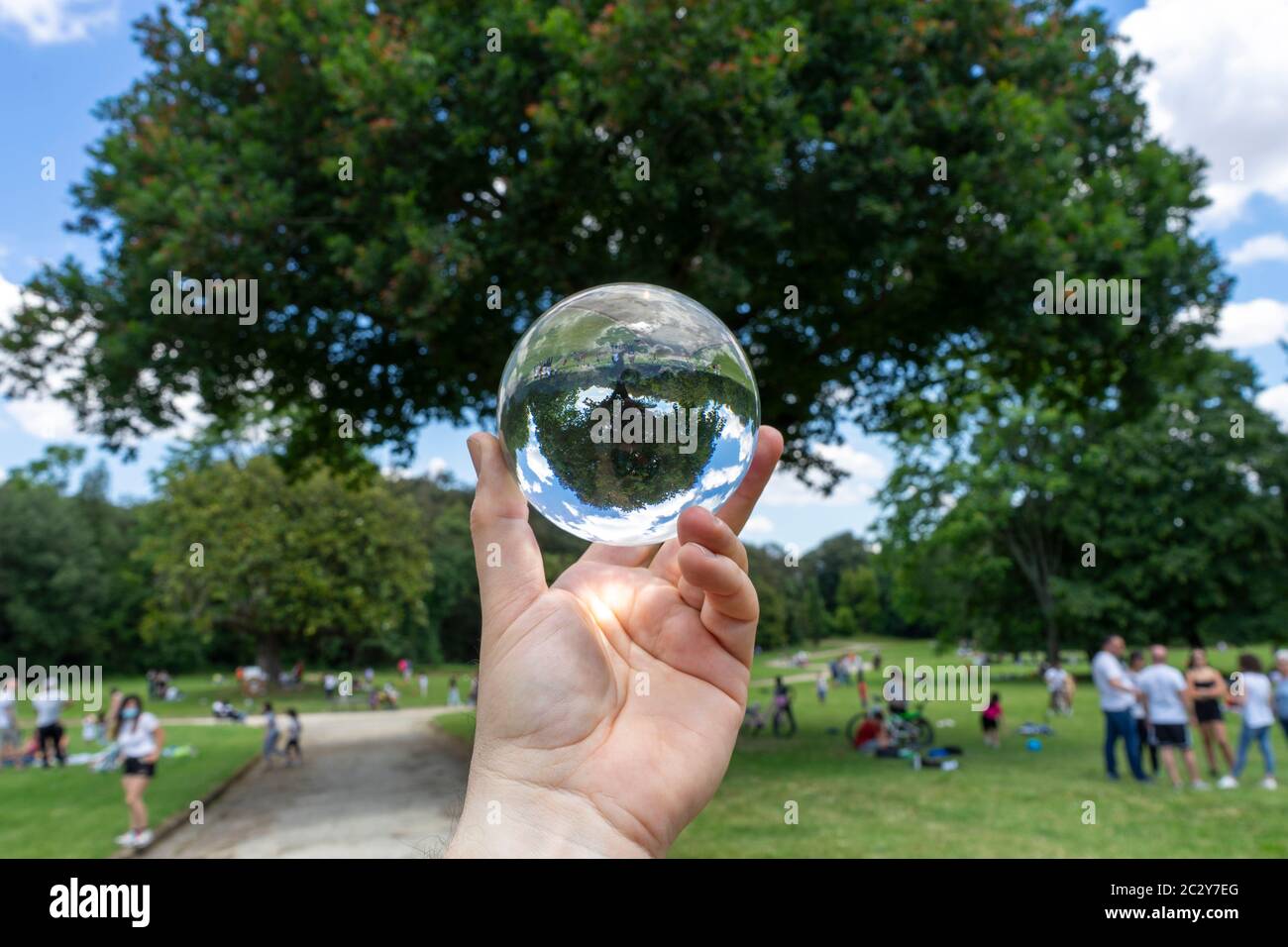 image of a tree in a ball Stock Photo - Alamy
