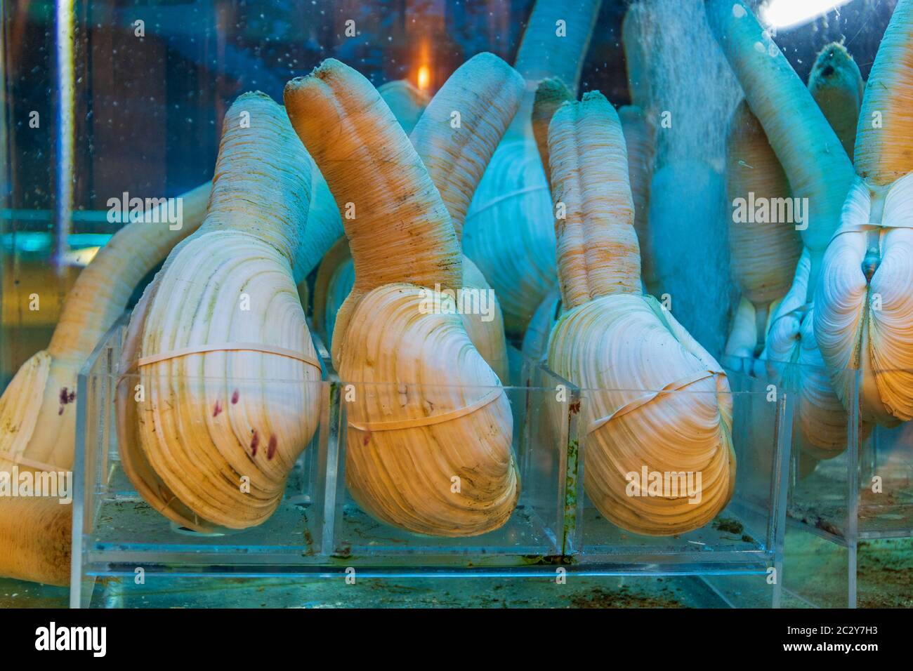 Largest Geoduck