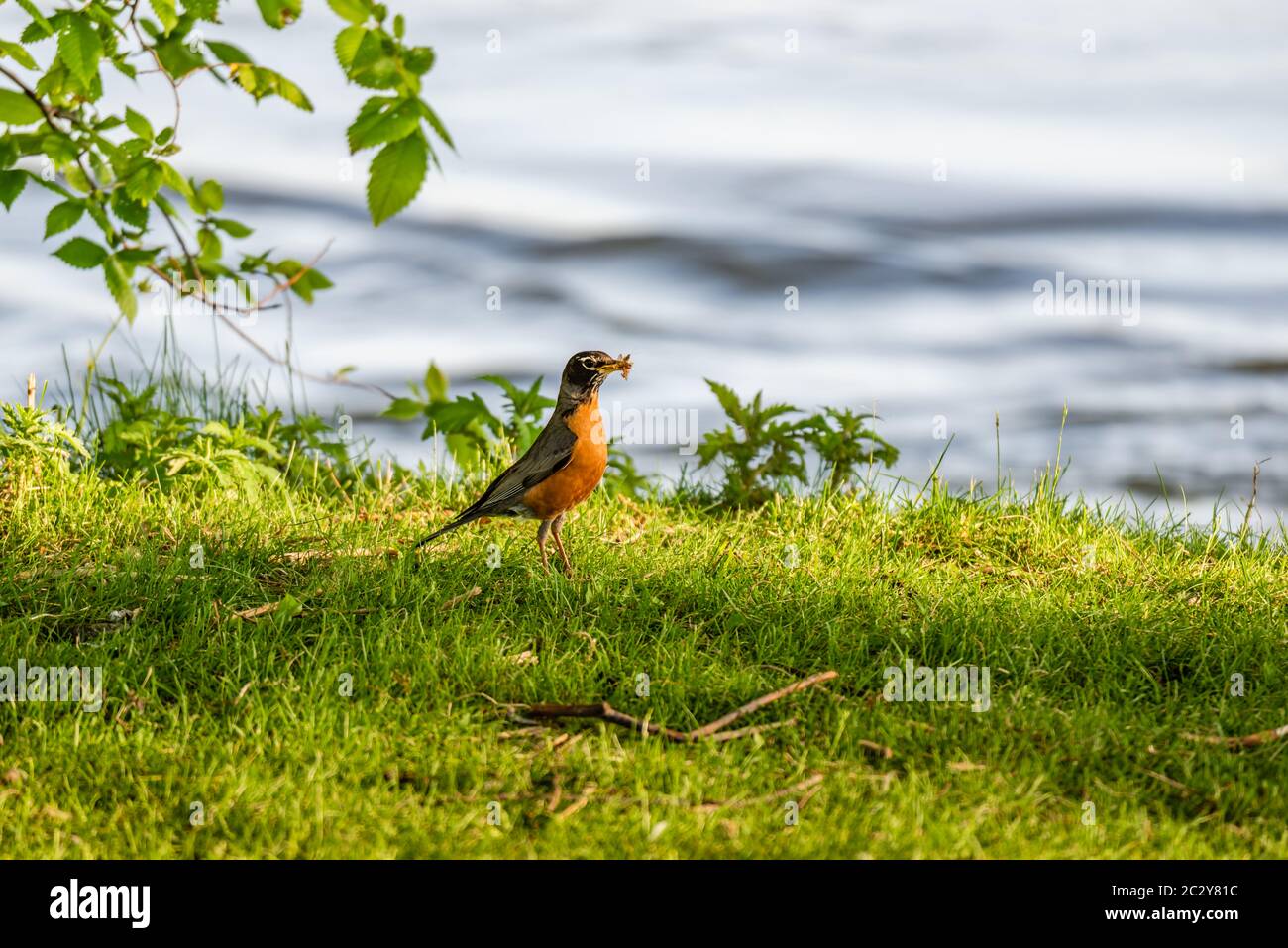 Robin on grass by the river Stock Photo - Alamy