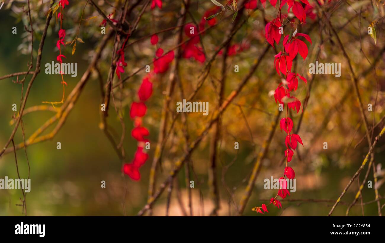 Leaves of trees in autumn colors, sunlit. Vivid red and gold color ...