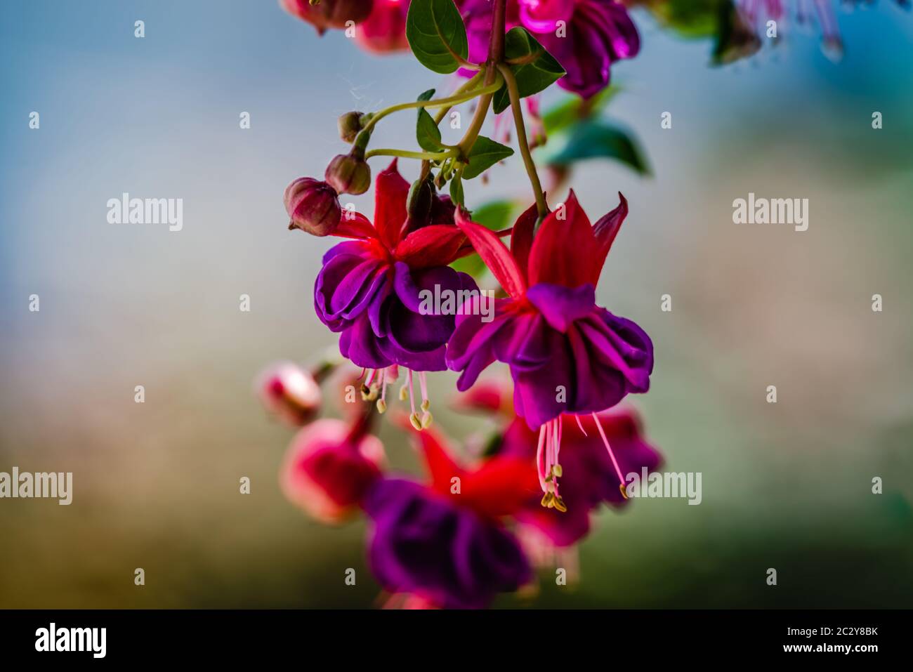 Fuchsia is a genus of flowering plants that consists mostly of shrubs ...