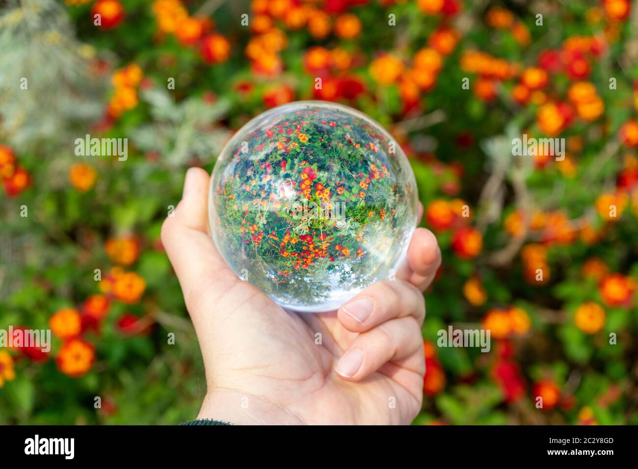 image of a flowers in a ball Stock Photo - Alamy