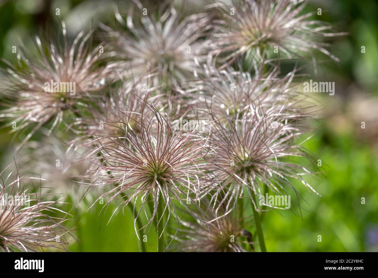 Fruit stems of clematis Stock Photo - Alamy