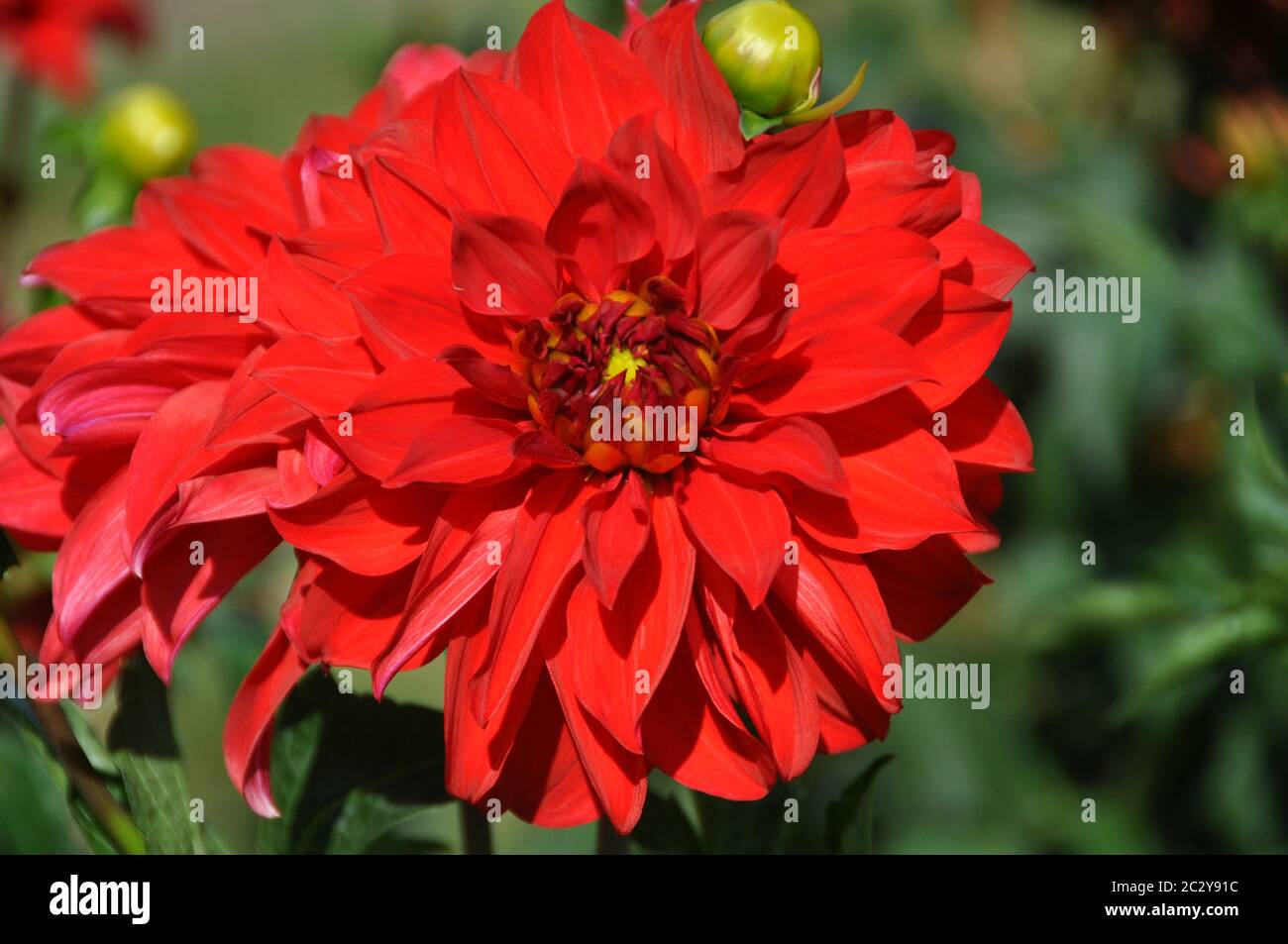 Georginen hi-res stock photography and images - Alamy