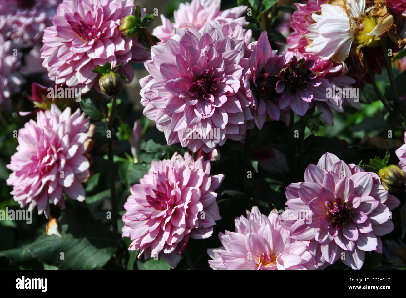 Georginen hi-res stock photography and images - Alamy