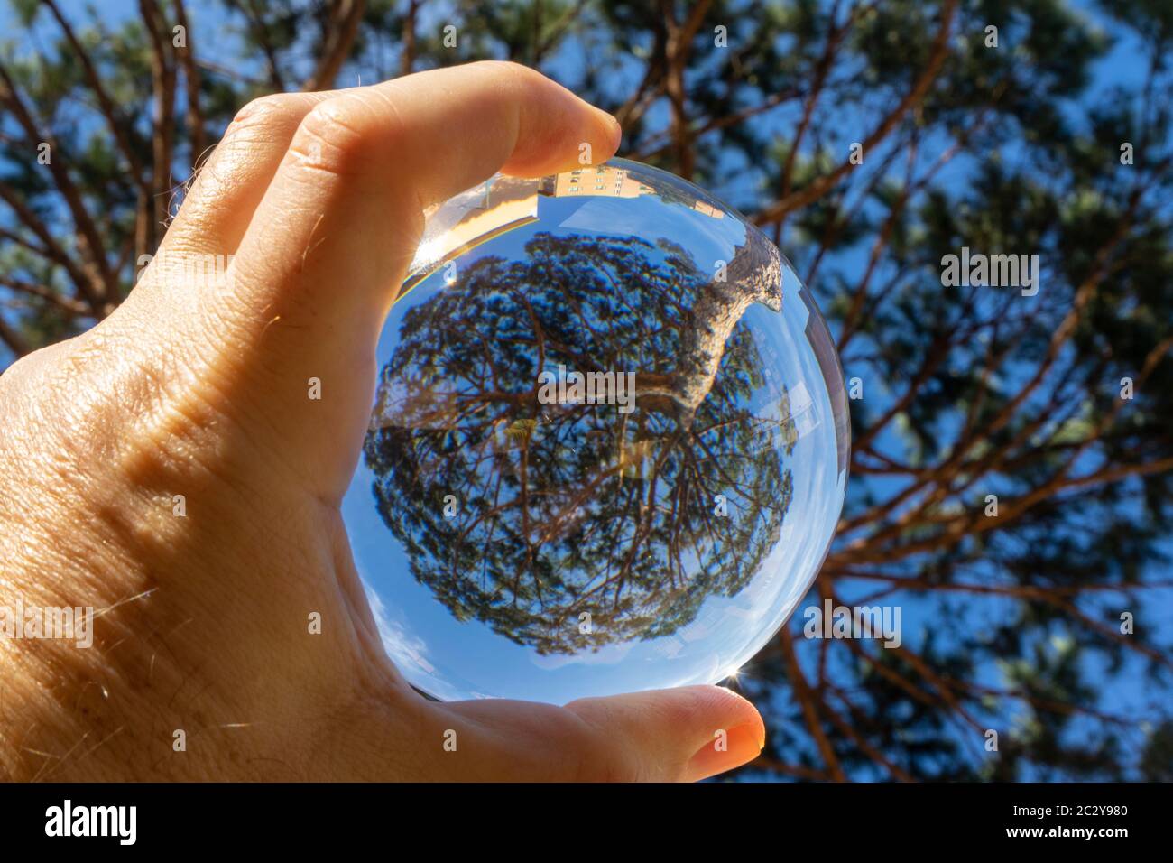 image of a tree in a ball Stock Photo - Alamy