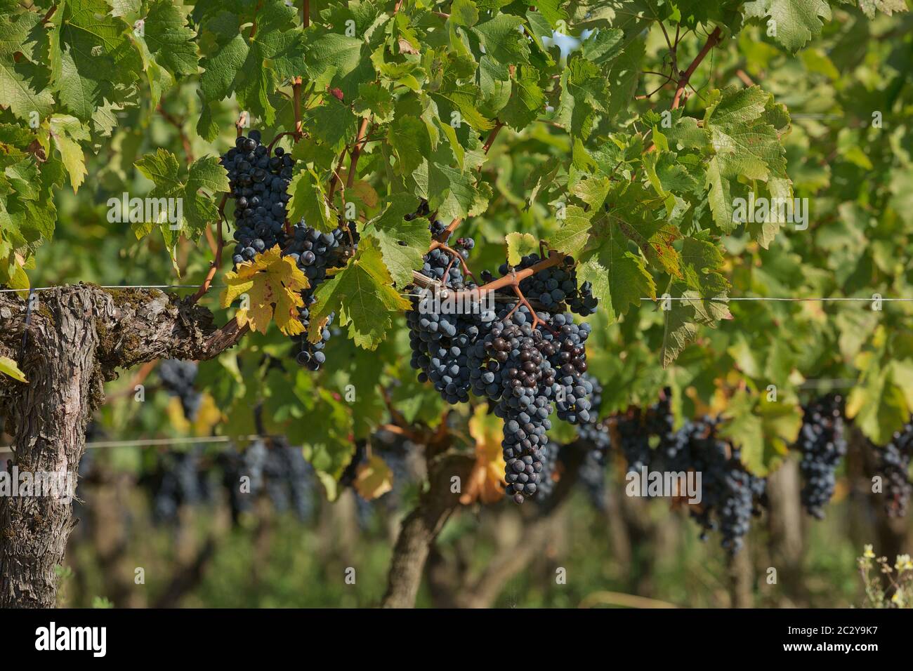 Grapes in the vineyard in the south of France in the Provence Stock ...