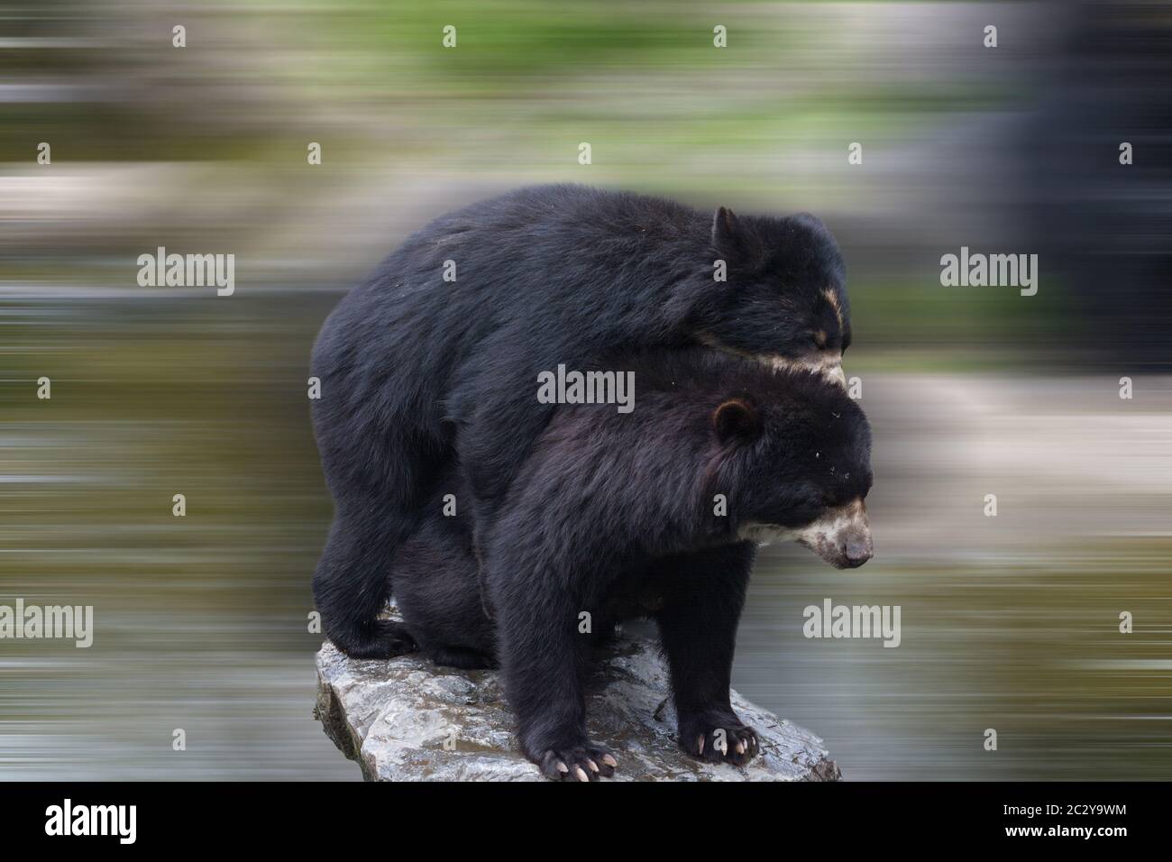 Two beautiful bears hug each other and play together Stock Photo - Alamy
