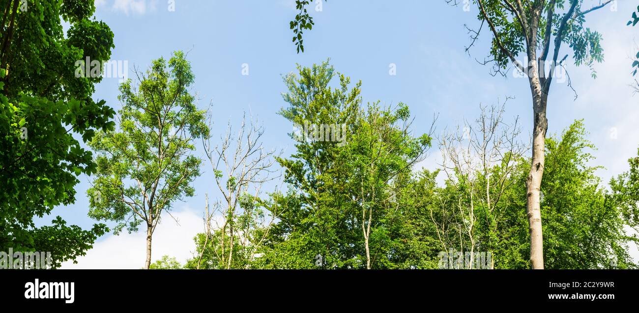 The tops of trees in forest against blue sky with clouds background ...