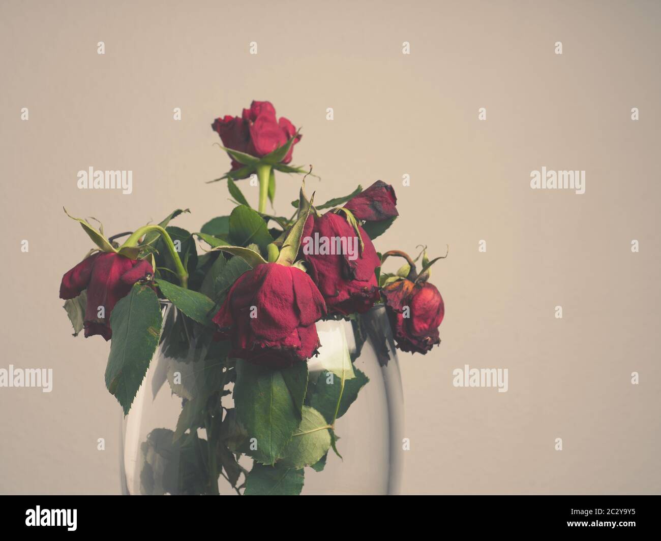 Dried withered red rose bouquet hi-res stock photography and images - Alamy