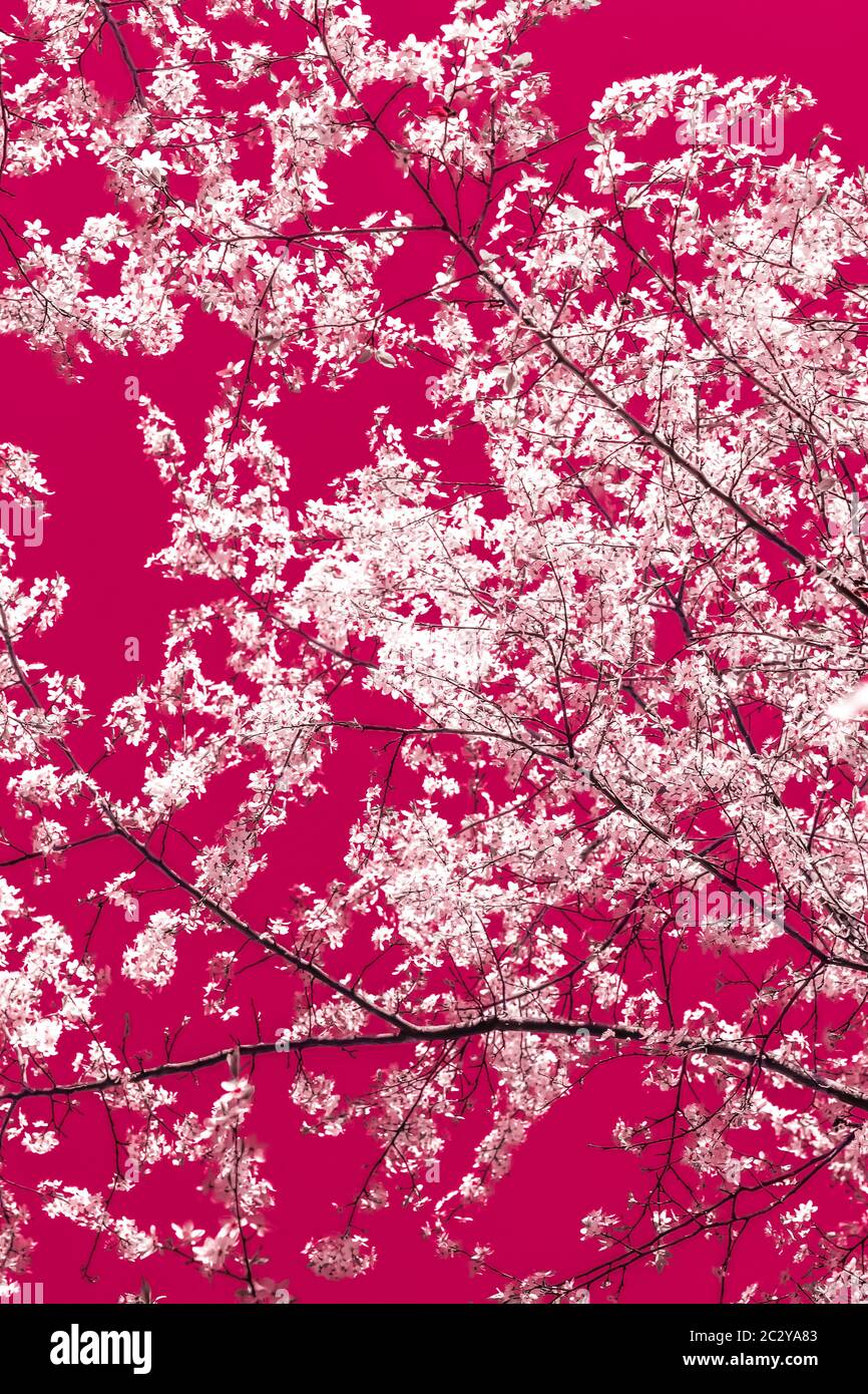 Floral abstract art on maroon background, vintage cherry flowers in ...