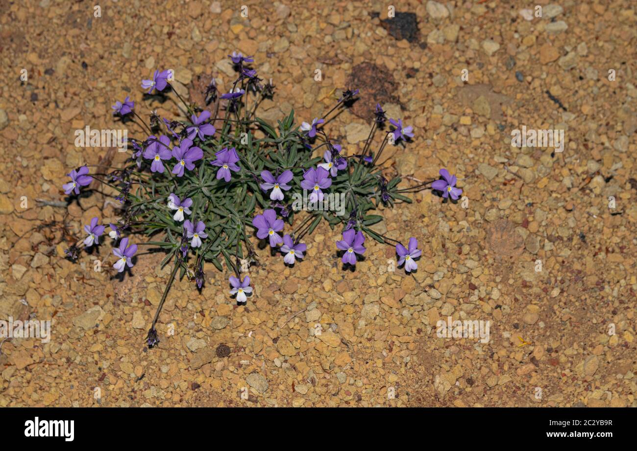 Viola cheiranthifolia hi-res stock photography and images - Alamy