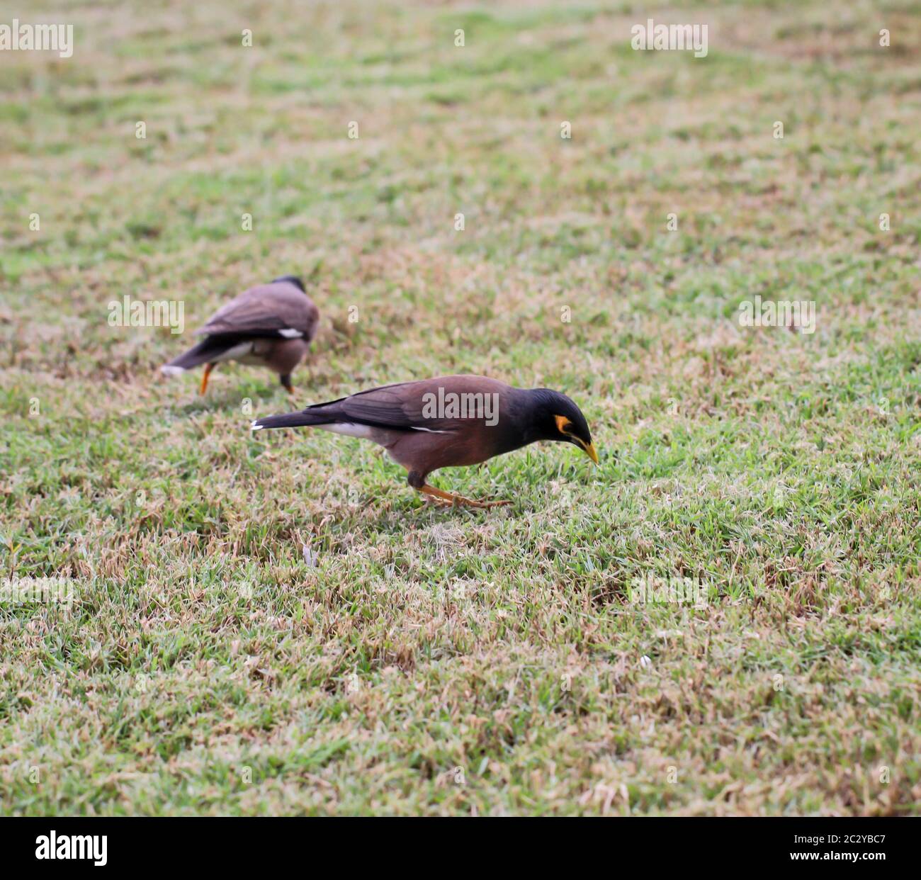The shepherd's maine or the shepherd's star (Acridotheres tristis) is ...