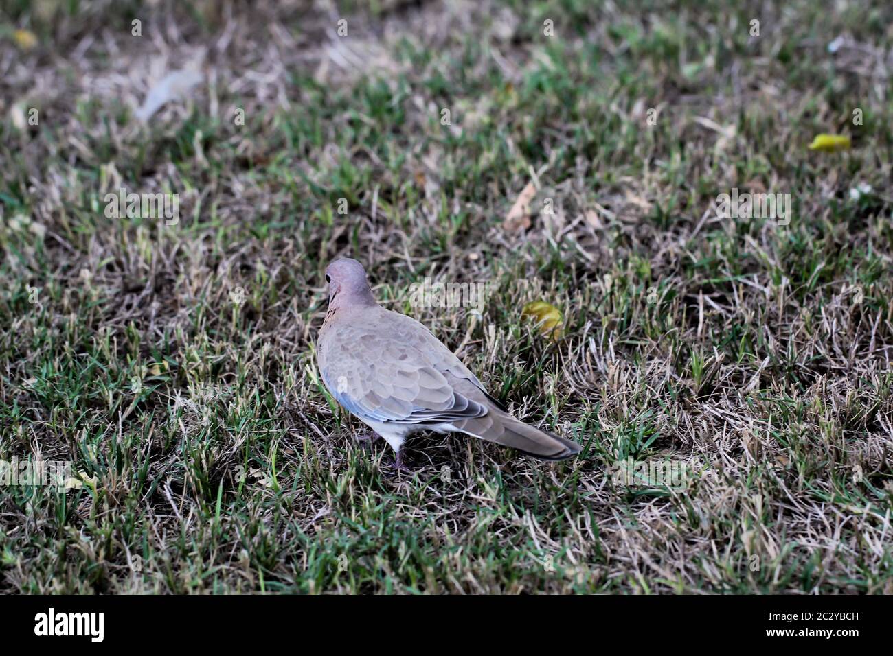 Freedom like a bird hi-res stock photography and images - Alamy