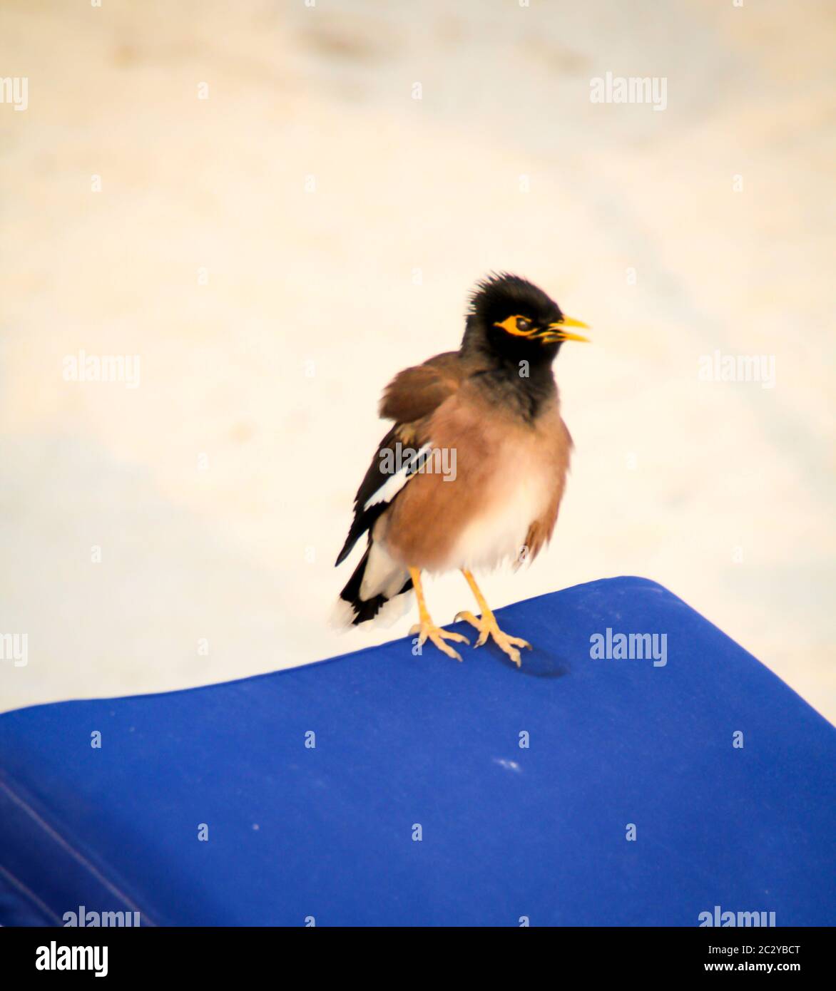 The shepherd's maine or the shepherd's star (Acridotheres tristis) is ...