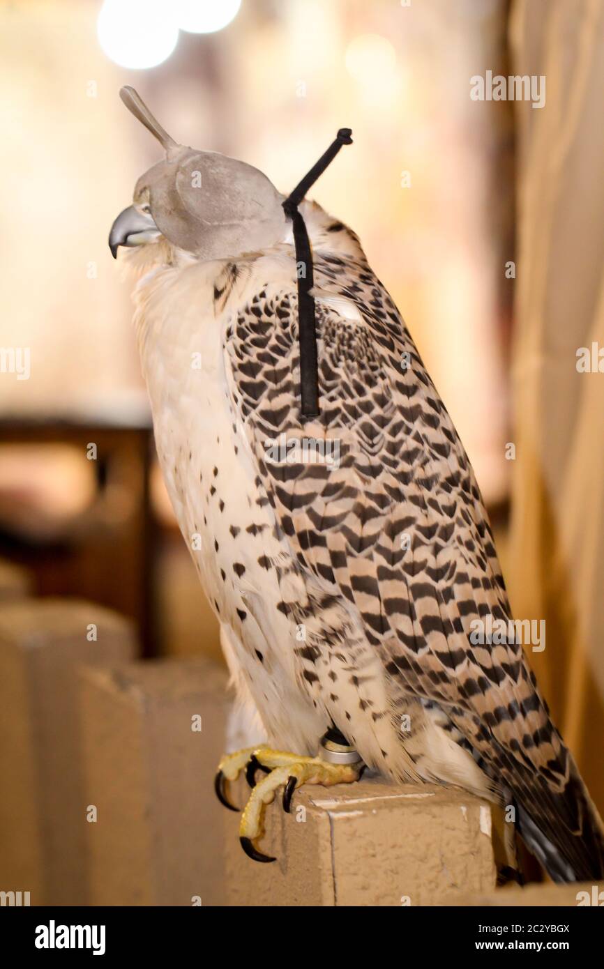Hawk chasing hi-res stock photography and images - Alamy