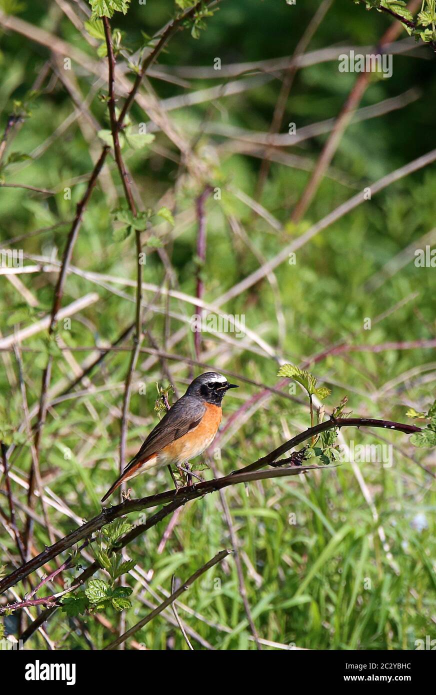 Black redtail hi-res stock photography and images - Alamy