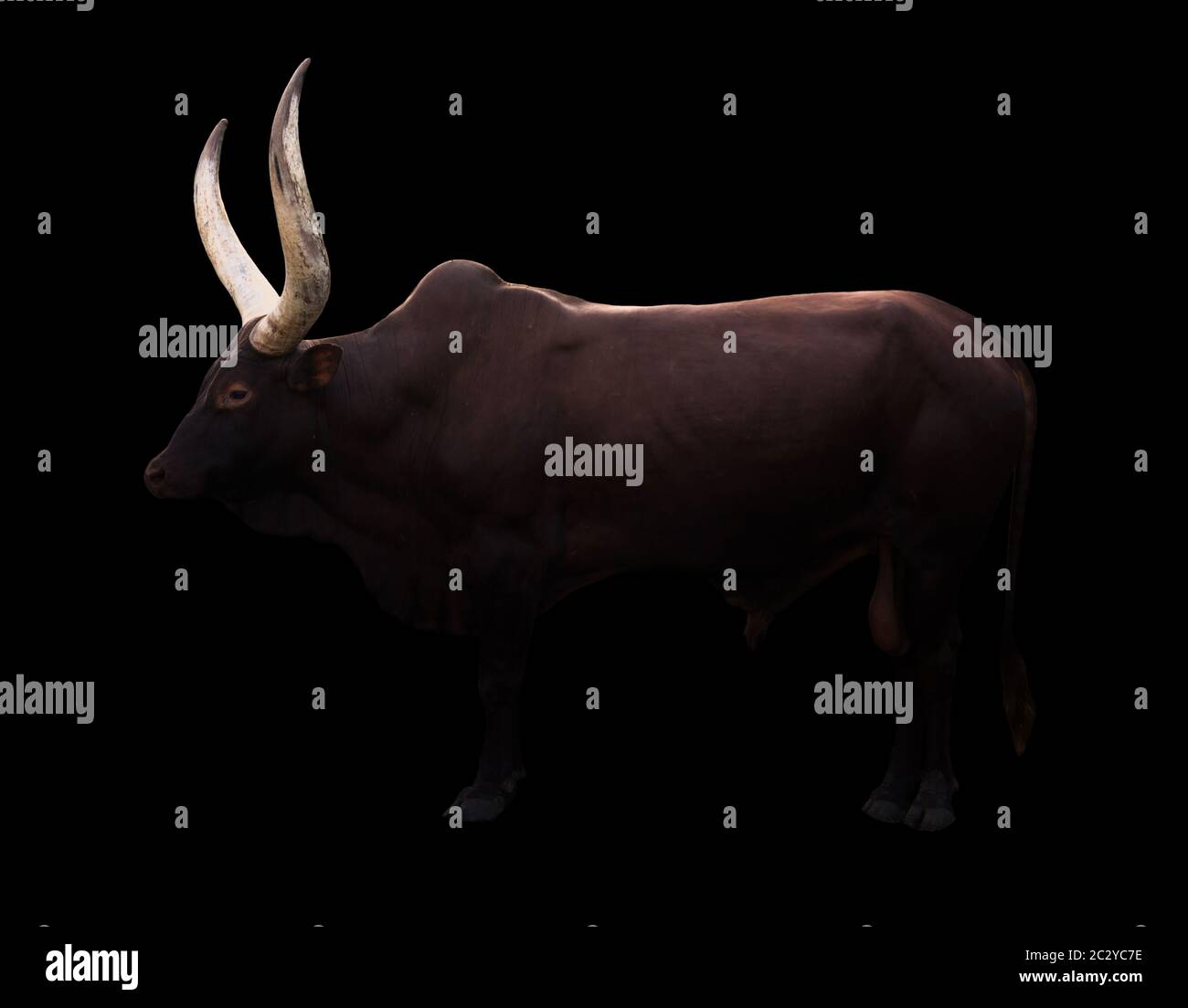 male ankole watusi standing in dark background Stock Photo - Alamy
