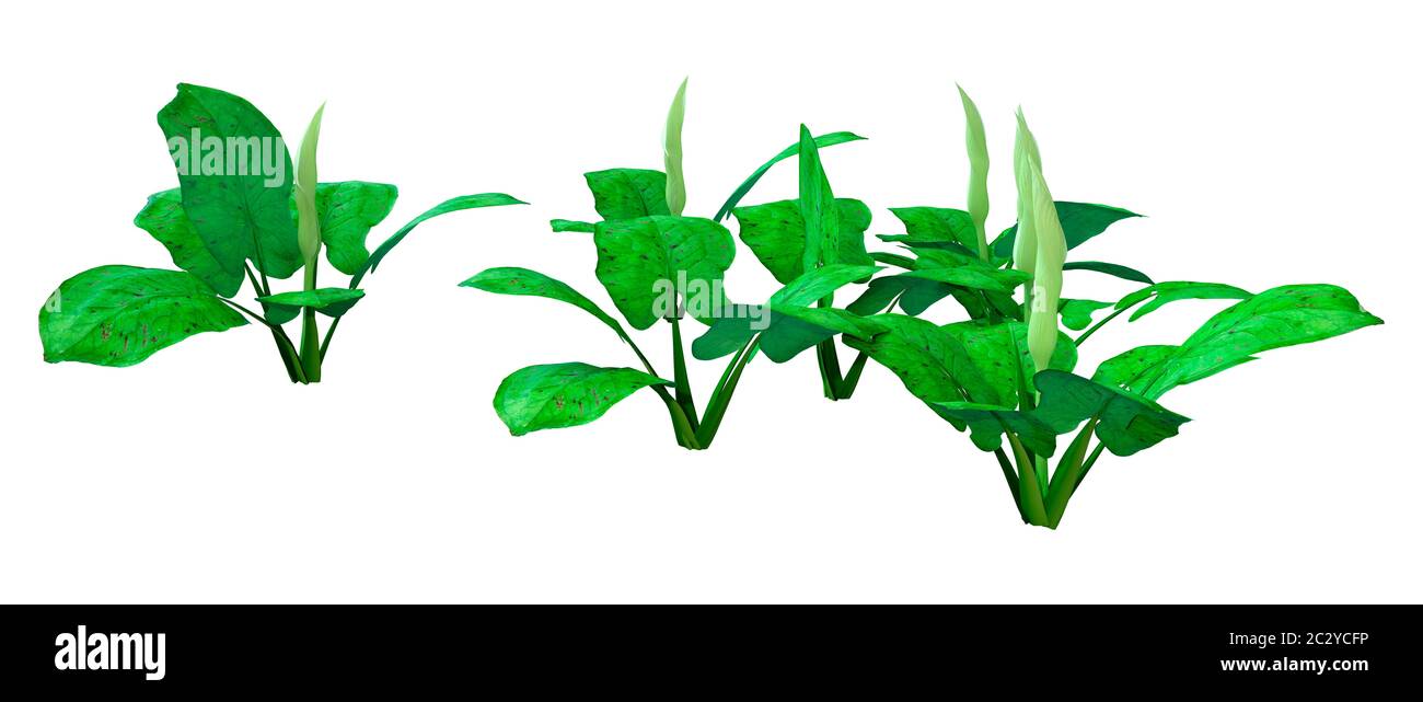 3D rendering of Italian arum flowers isolated on white background Stock ...