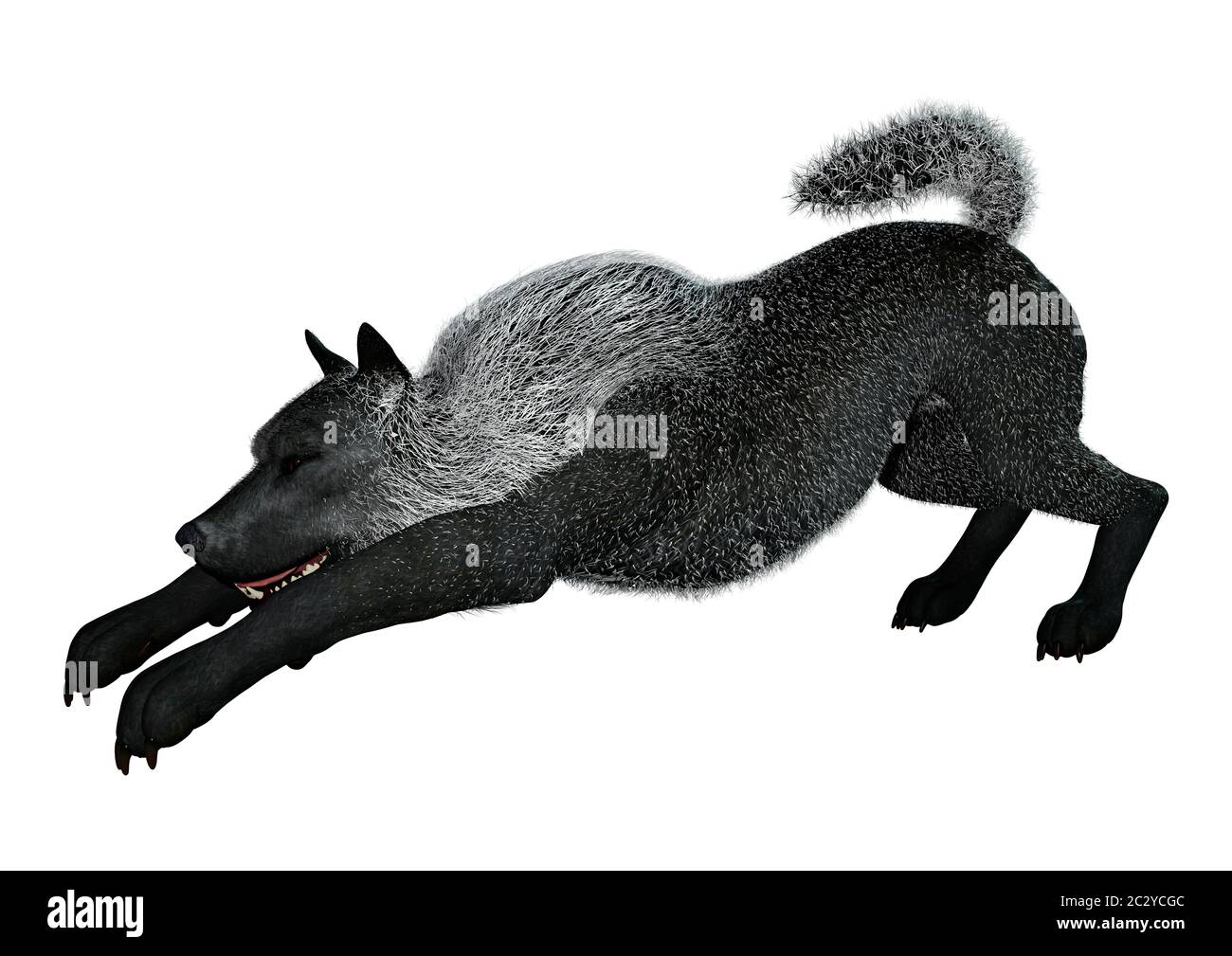 3D rendering of a black wolf isolated on white background Stock Photo ...